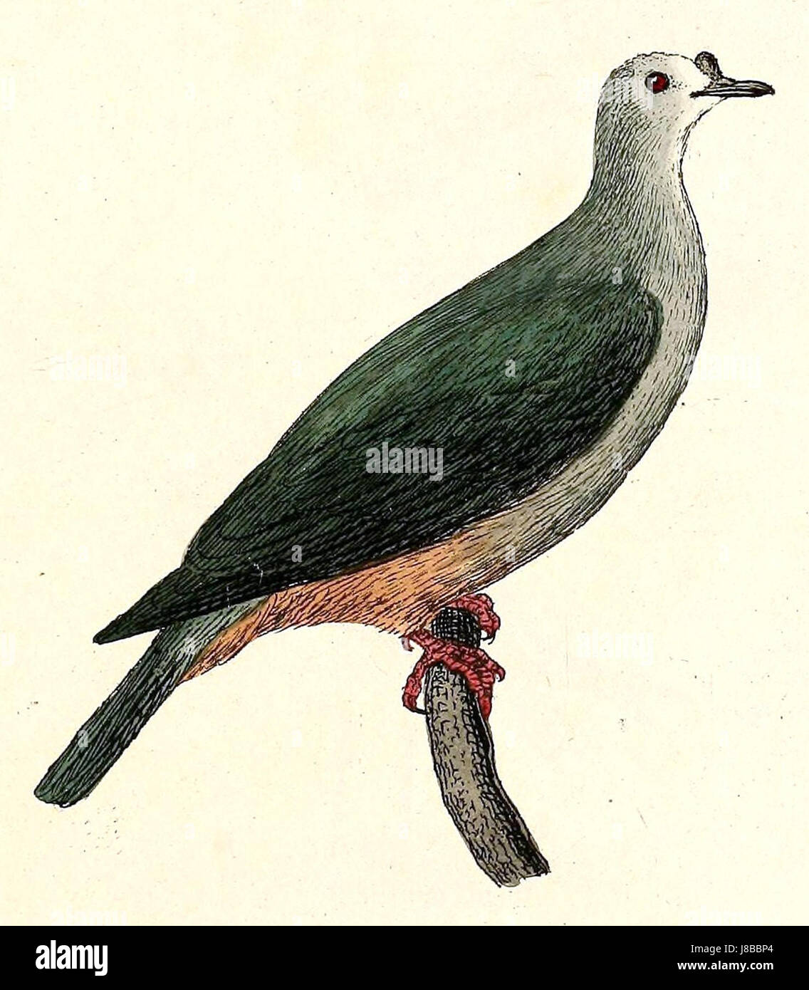 Ducula oceanica, also known as the Oceanic fruit dove, is a species of ...