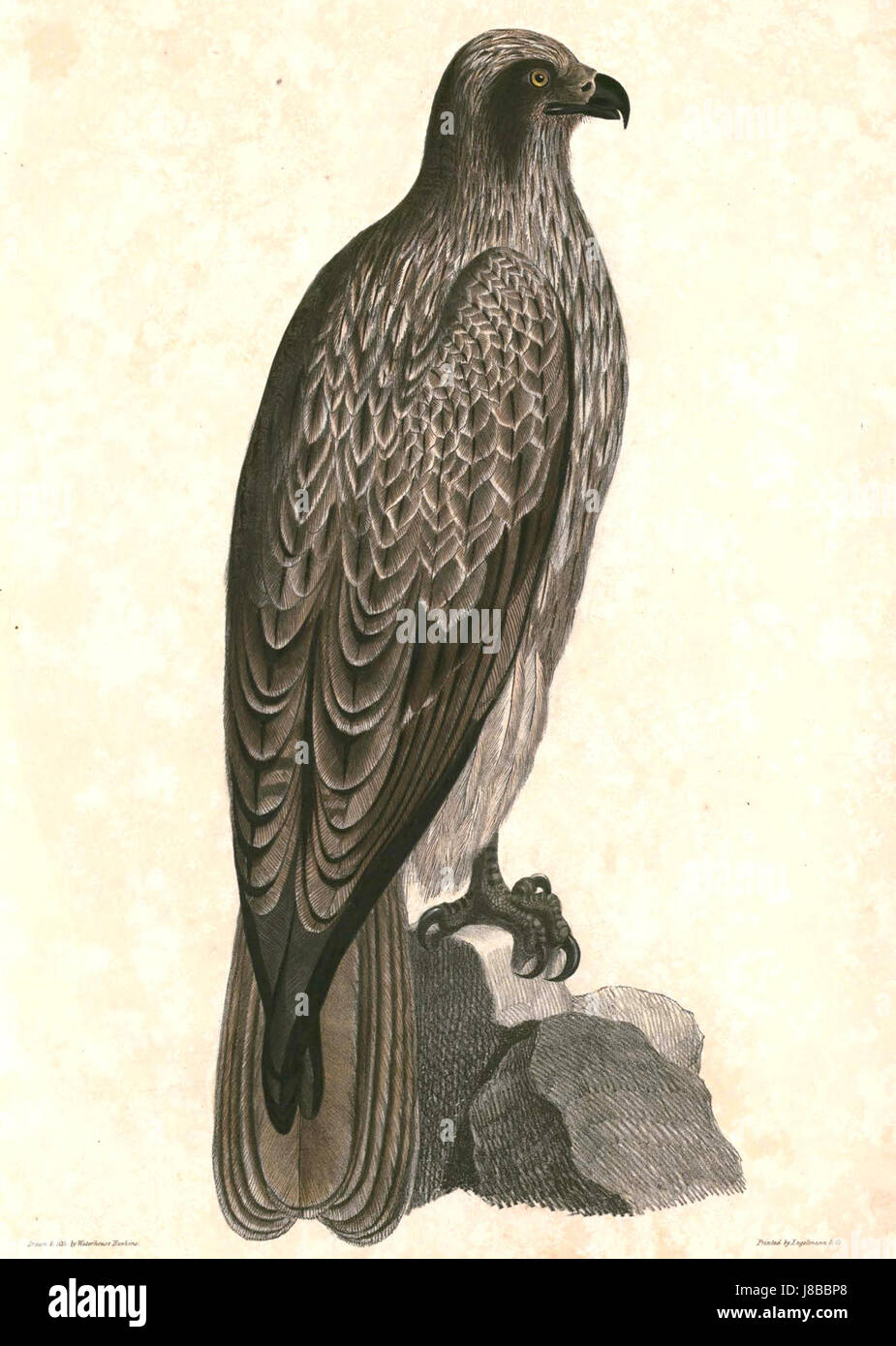 The Milvus migrans lineatus, also known as the black kite, is a bird of ...