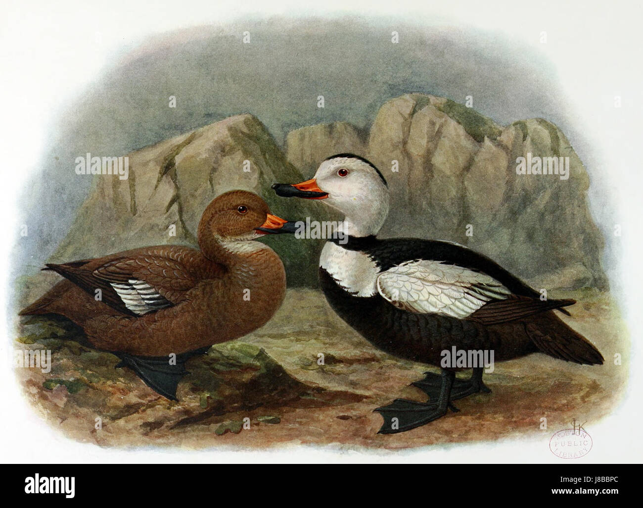 Species labrador duck hi-res stock photography and images - Alamy