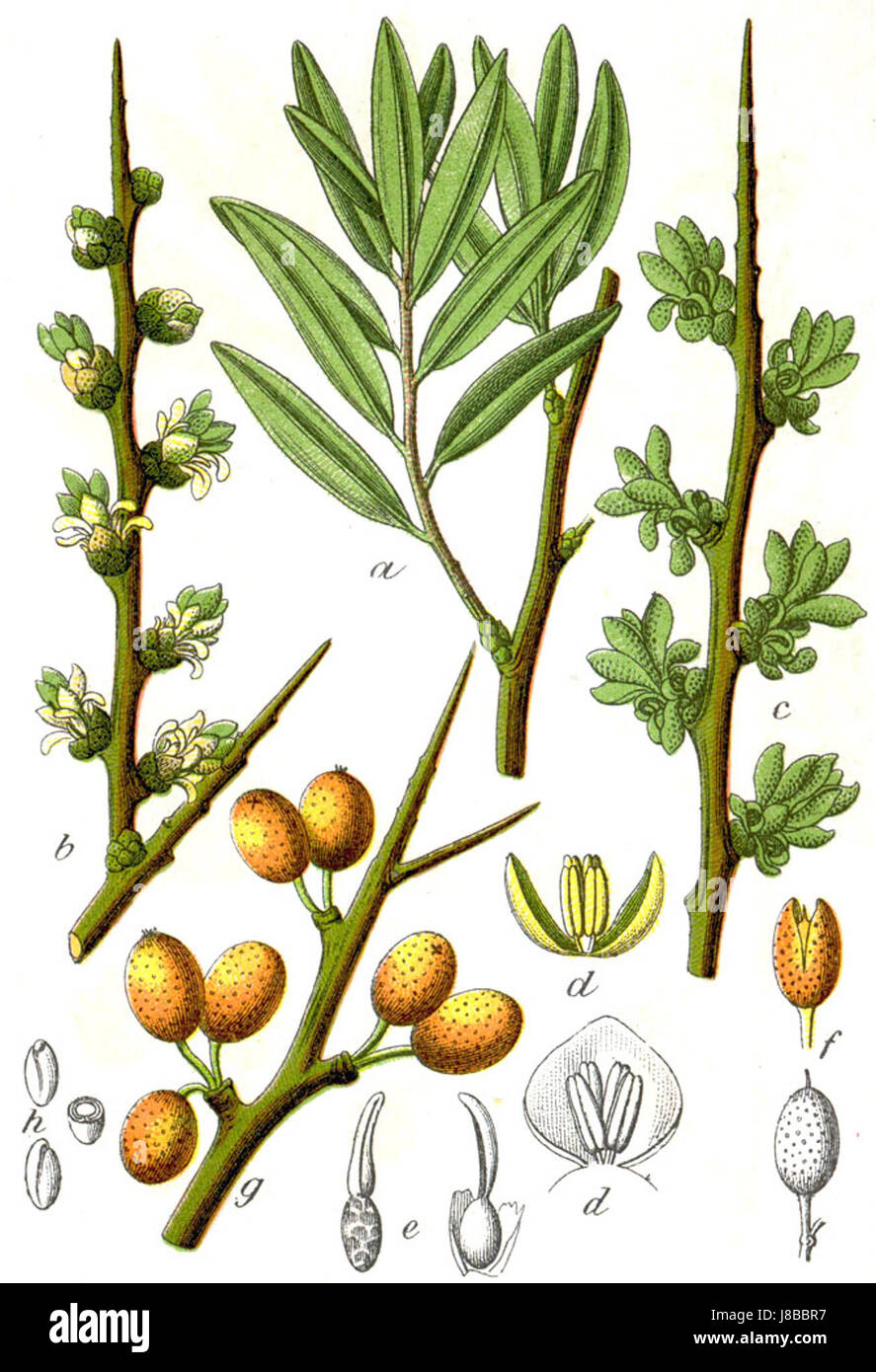 Hippophae rhamnoides illustration hi-res stock photography and images ...