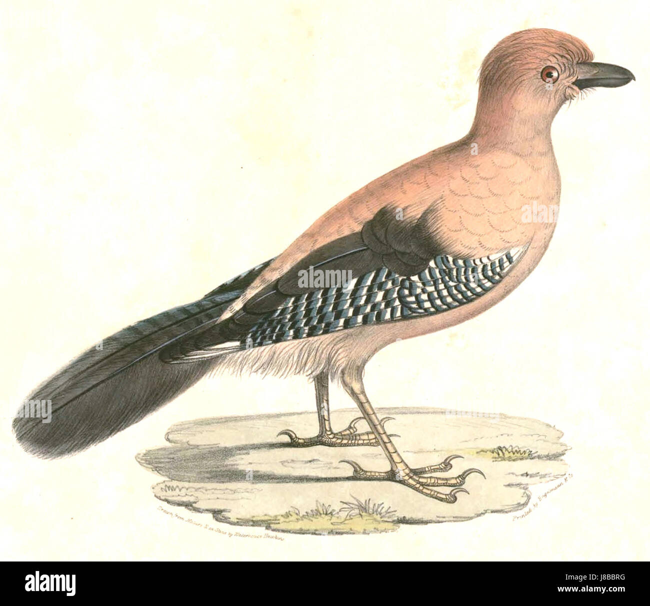 Garrulus glandarius bispecularis, a subspecies of the Eurasian jay, was ...