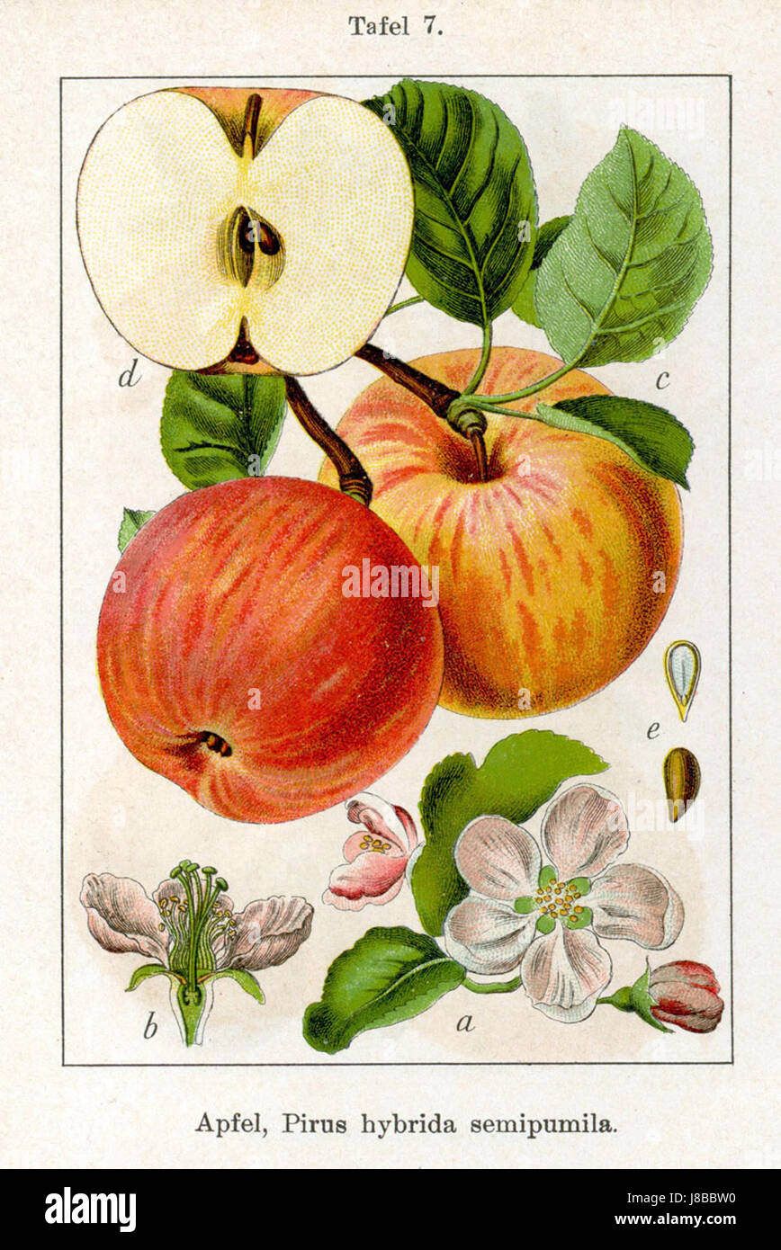 Malus domestica, commonly known as the apple tree, is widely cultivated ...