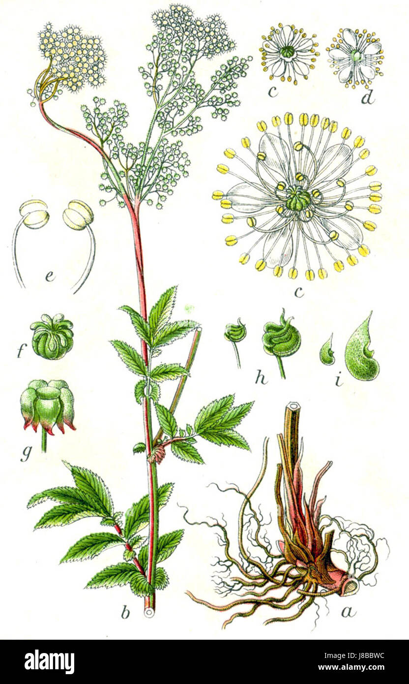 Filipendula ulmaria leaves hi-res stock photography and images - Alamy