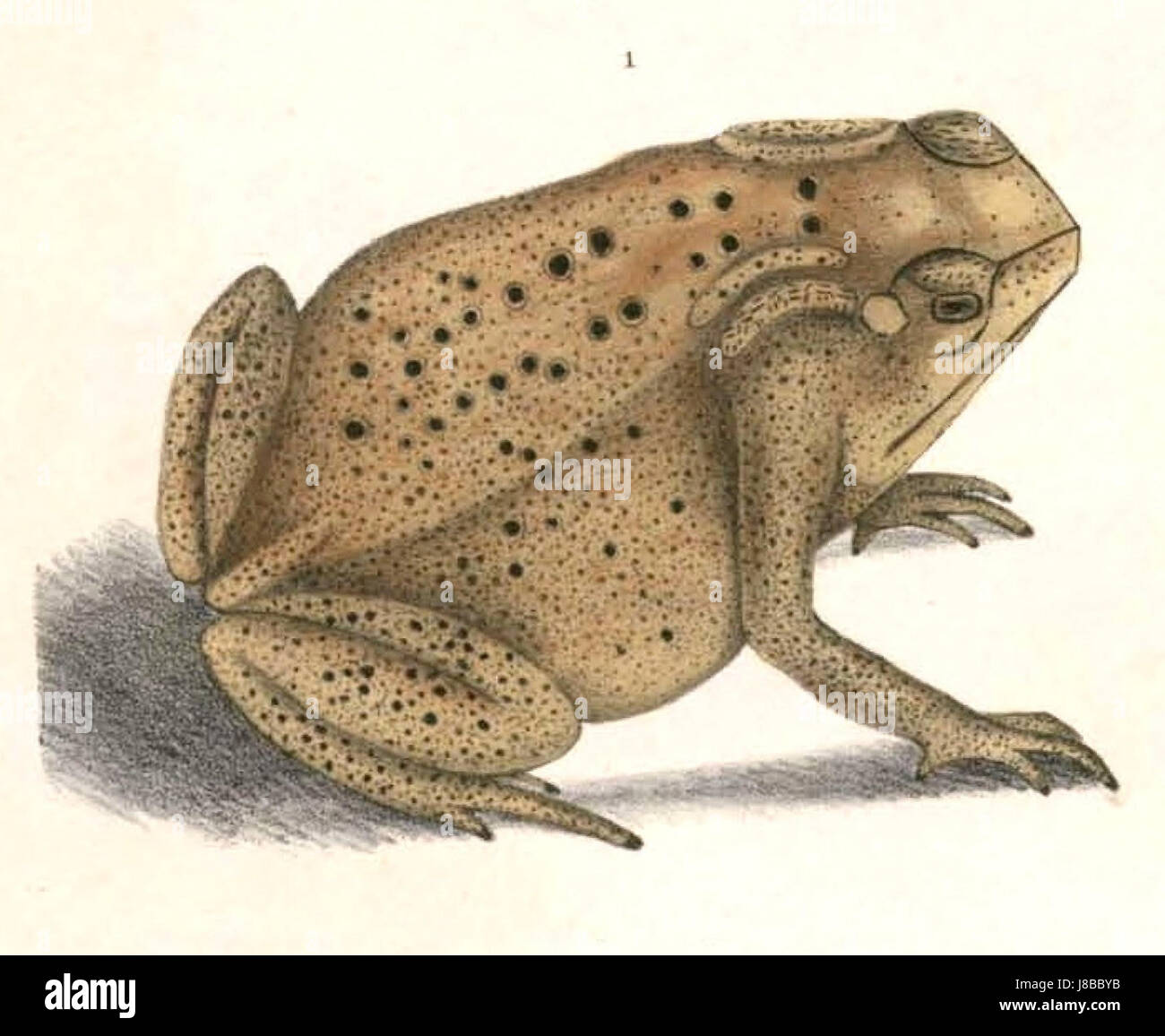 Duttaphrynus melanostictus, also known as the South Asian toad, is a ...