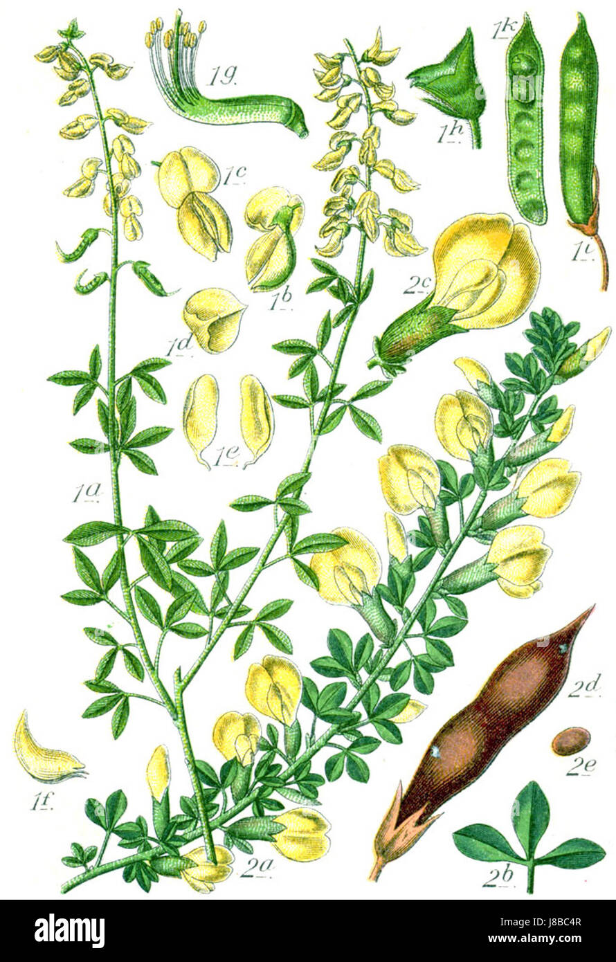 Faboideae, a subfamily of the legume family (Fabaceae), includes ...