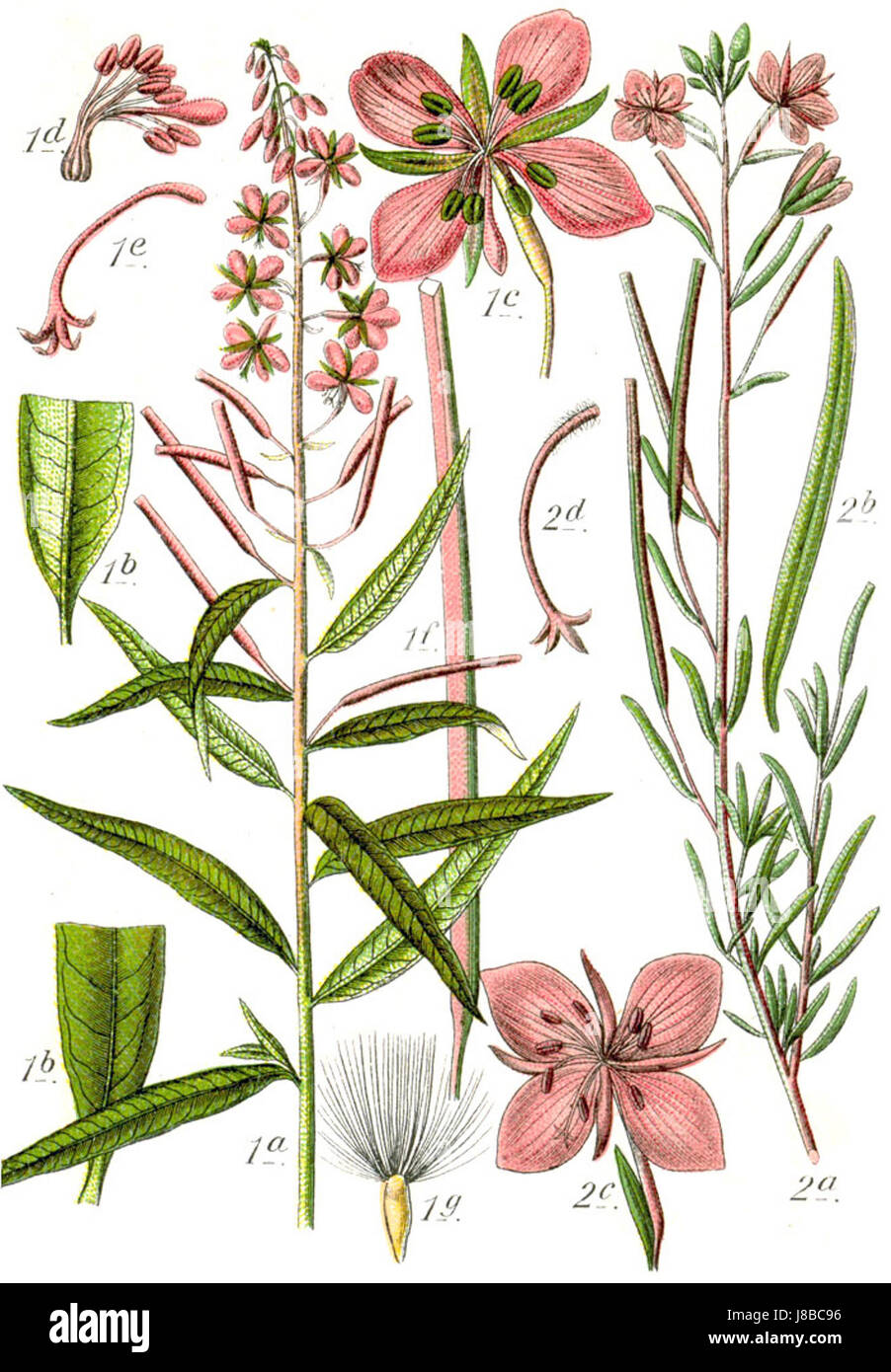 Species within nature Cut Out Stock Images & Pictures - Alamy