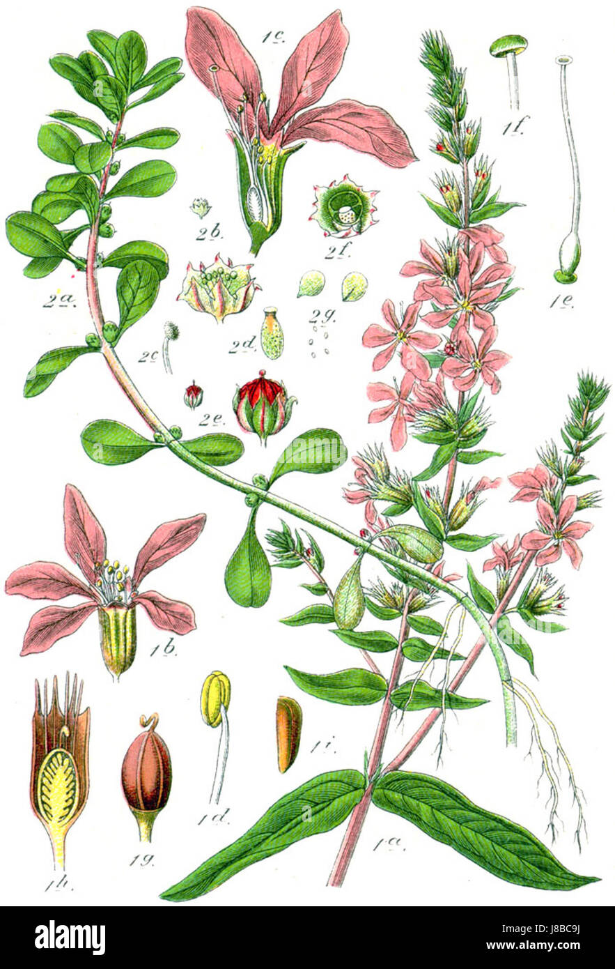 Lythraceae family hi-res stock photography and images - Alamy