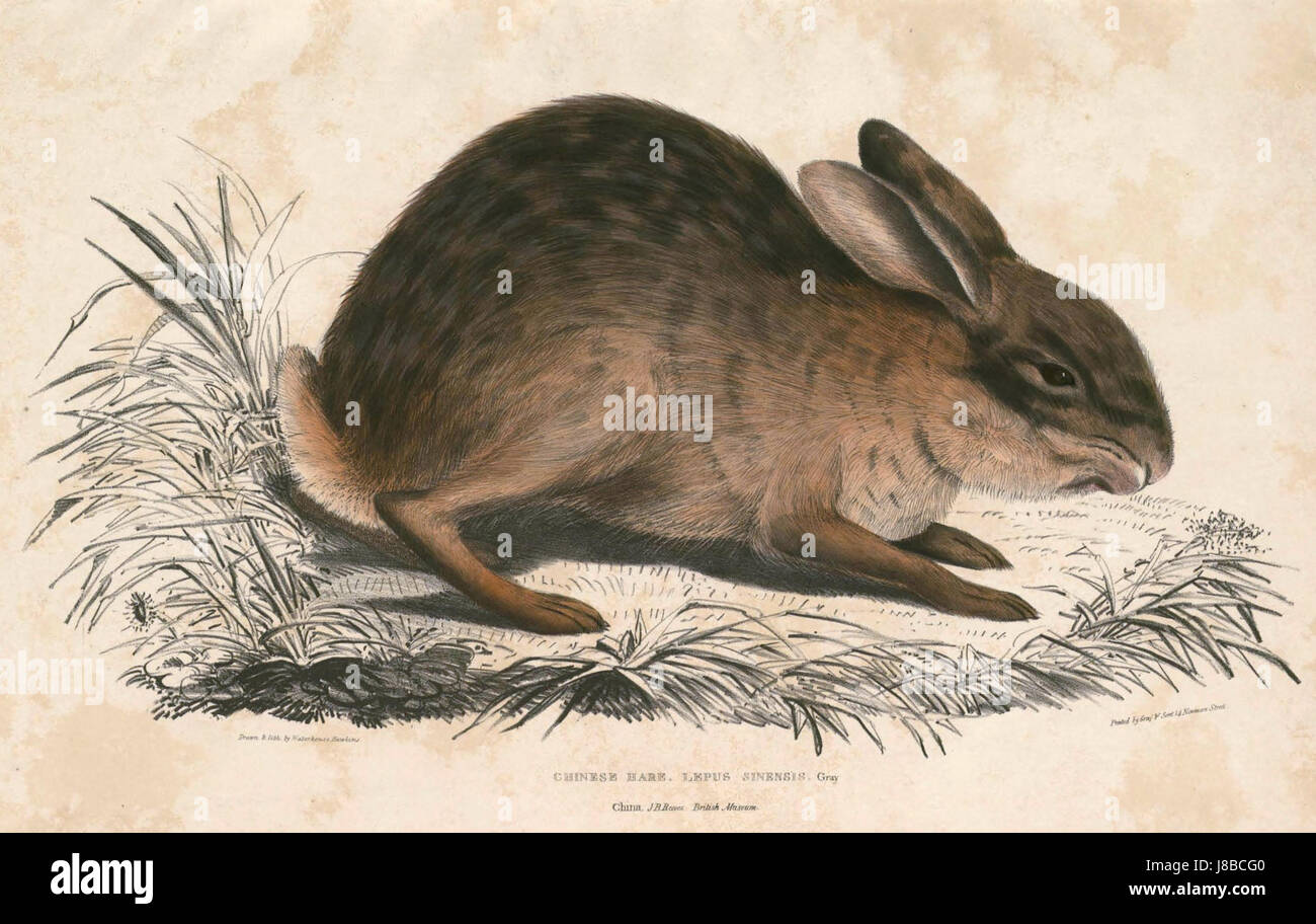 Lepus sinensis Hardwicke Stock Photo - Alamy