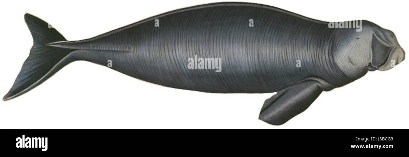 Dugong species hi-res stock photography and images - Alamy