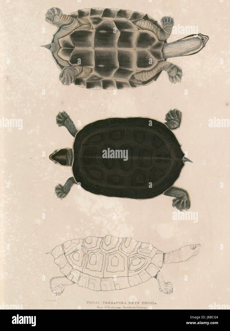 Hardella thurjii, also known as Thurjii’s tortoise, is a species of ...