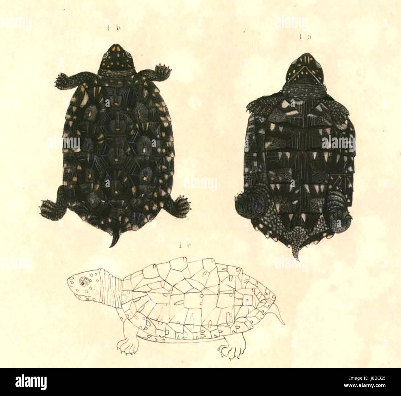 Geoclemys hamiltonii hi-res stock photography and images - Alamy