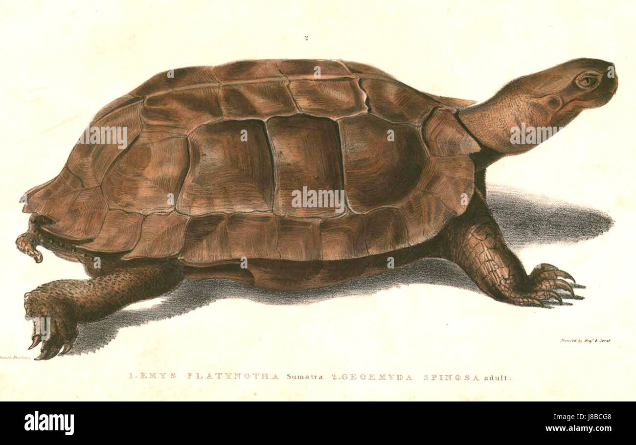 Heosemys spinosa, also known as the spiny-headed turtle, is a species ...