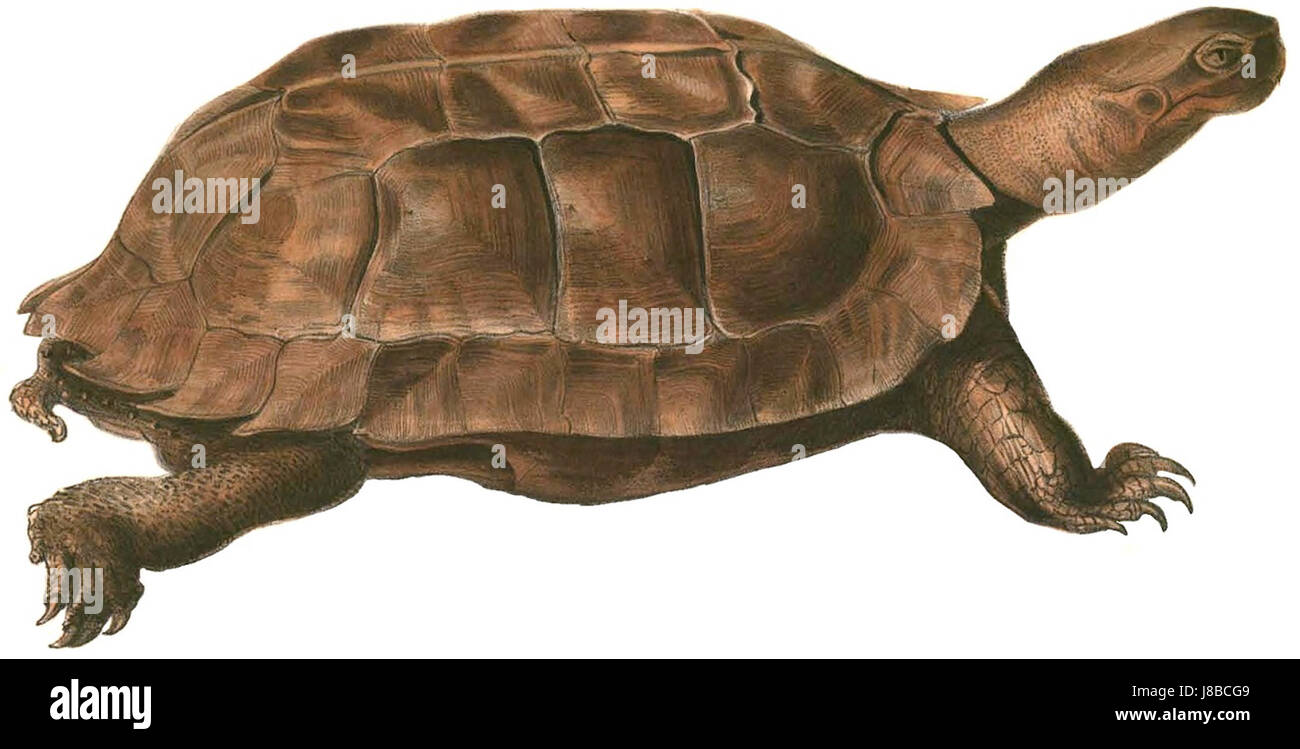 Heosemys spinosa, also known as the spiny turtle, is native to ...