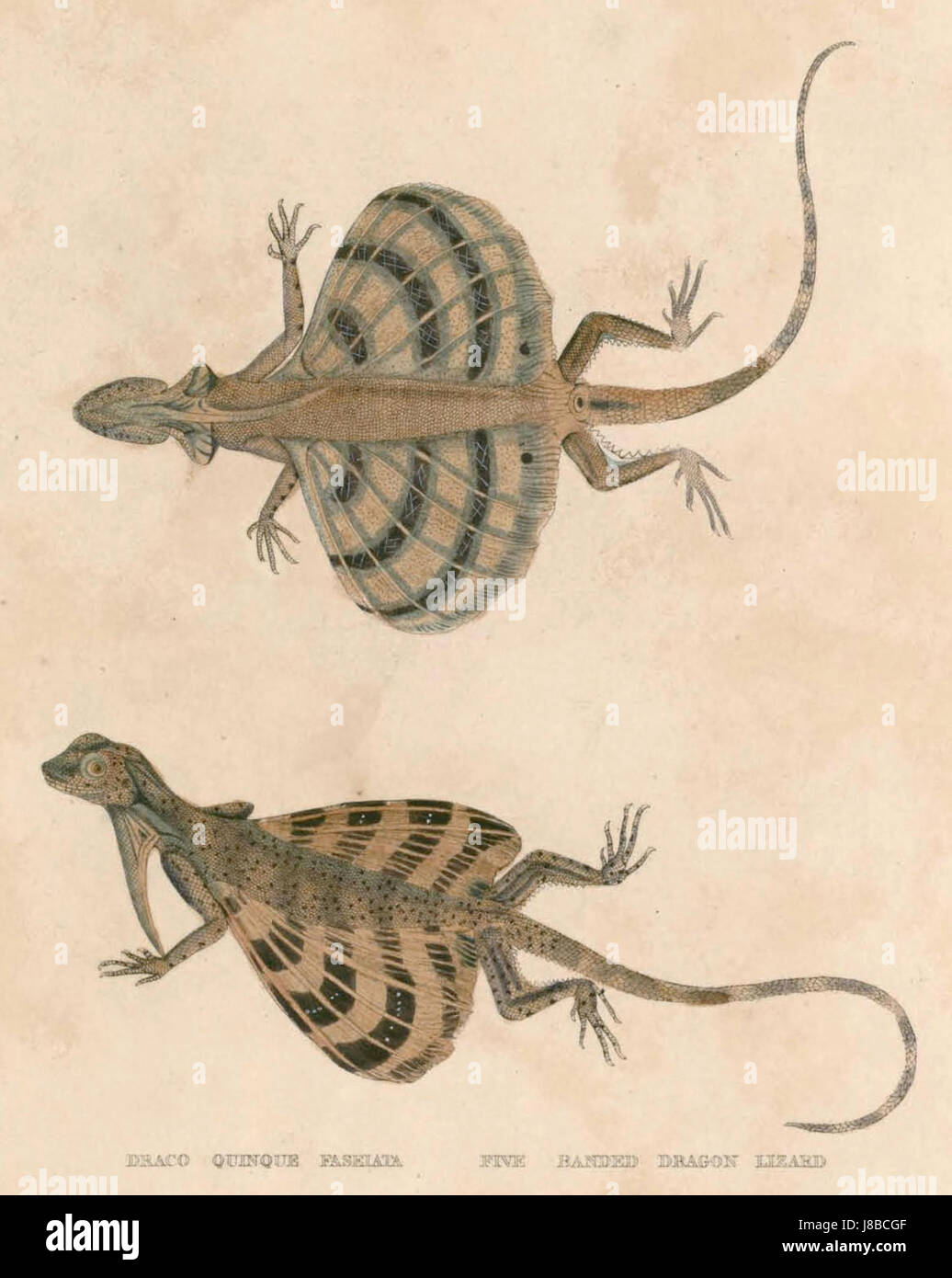 Draco species hi-res stock photography and images - Alamy