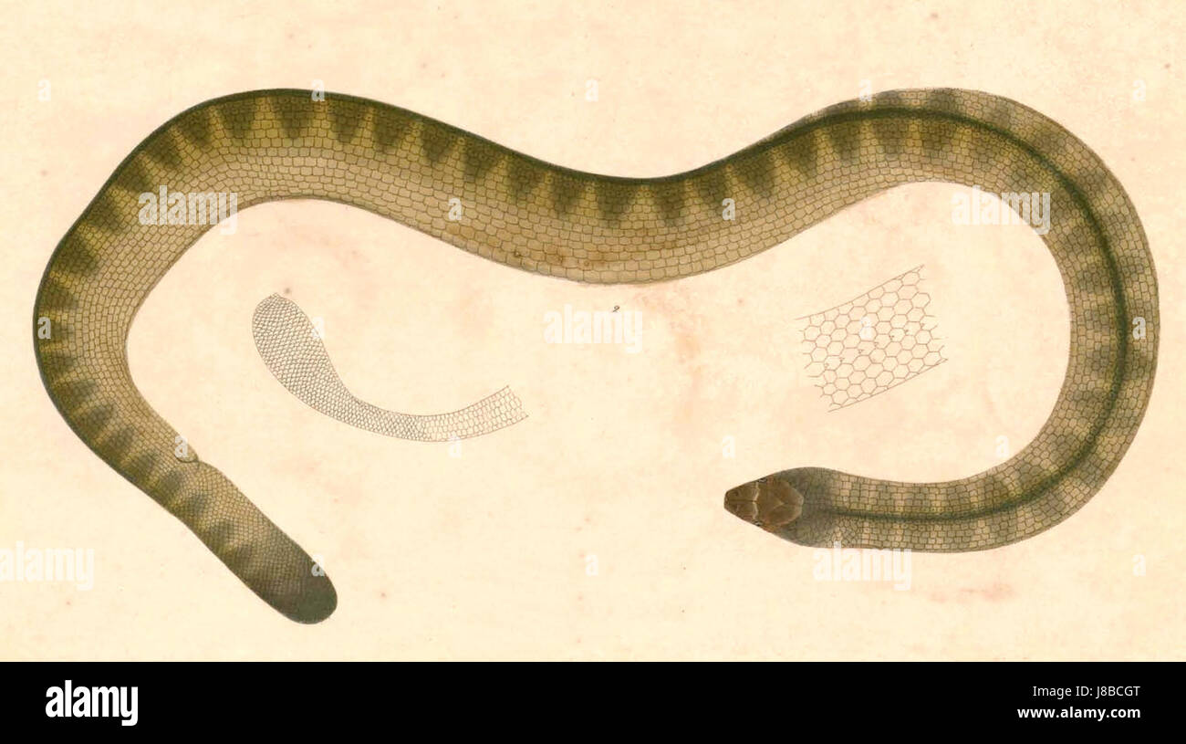 Lapemis hi-res stock photography and images - Alamy