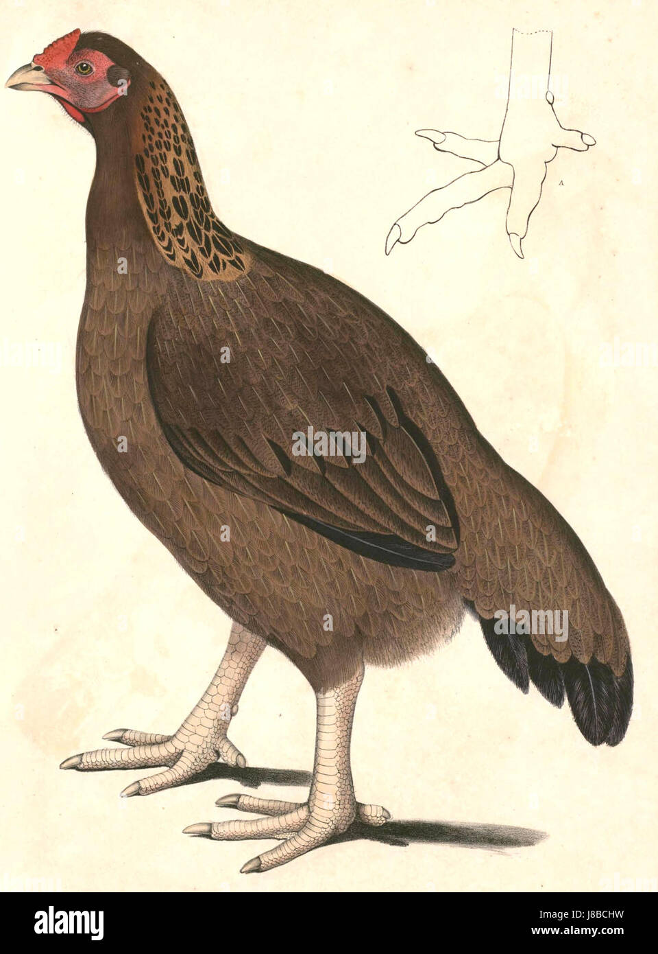 Gallus giganteus, a species of bird, is depicted here as a female in ...