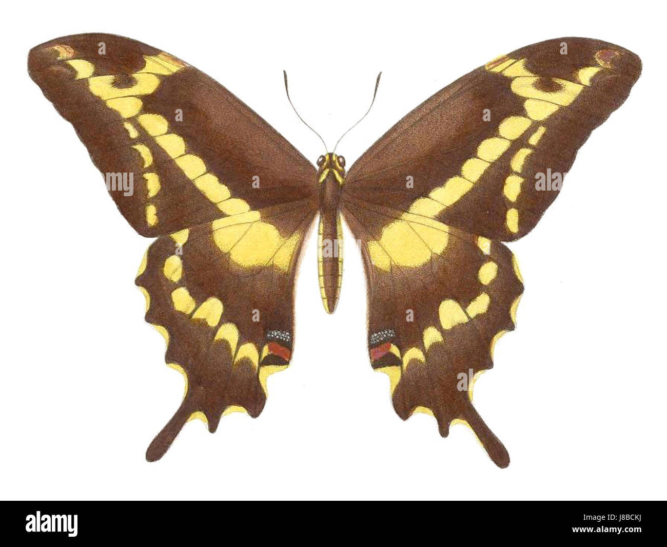 Papilio life Cut Out Stock Images & Pictures - Alamy