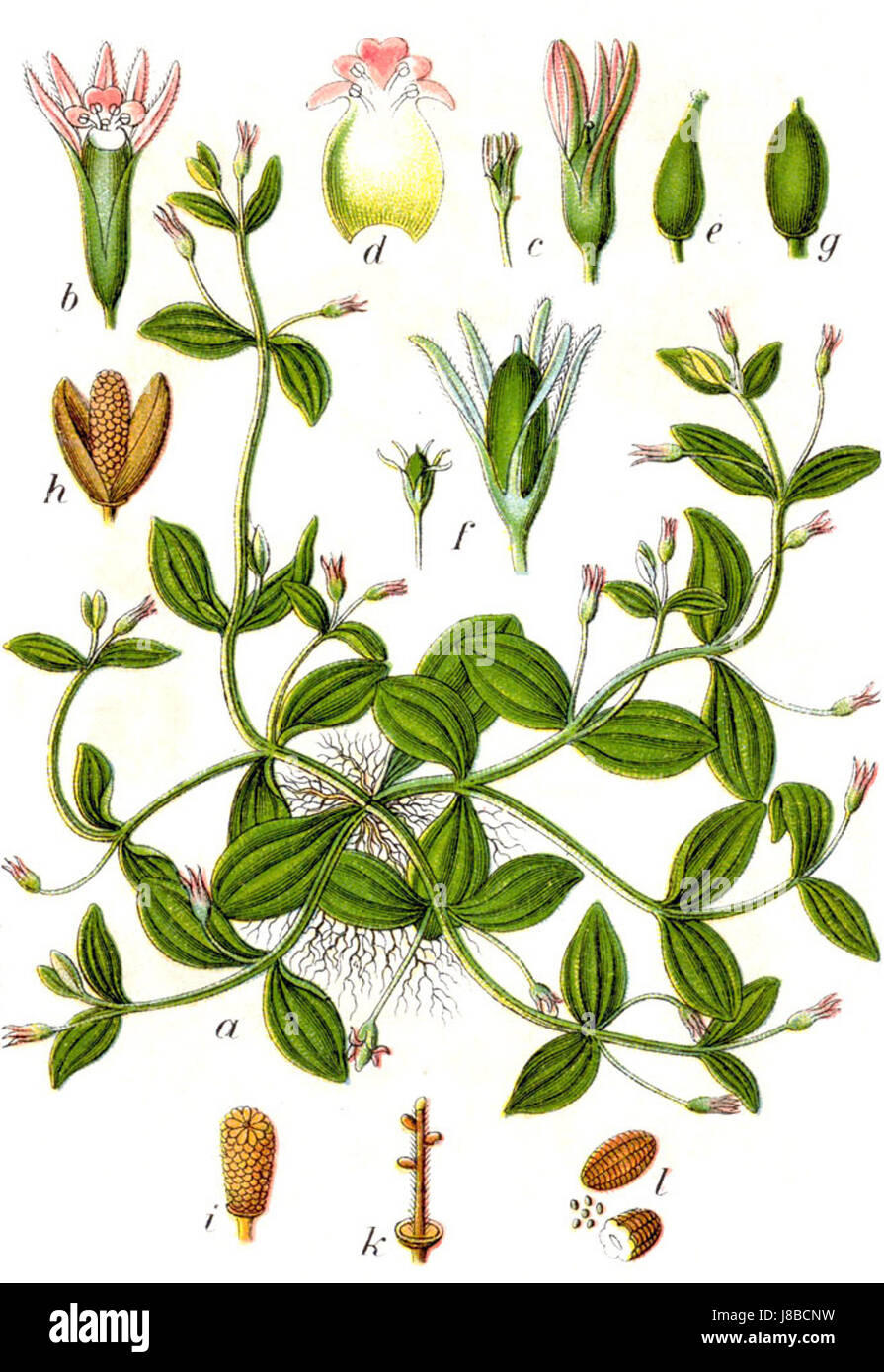 Lindernia hi-res stock photography and images - Alamy