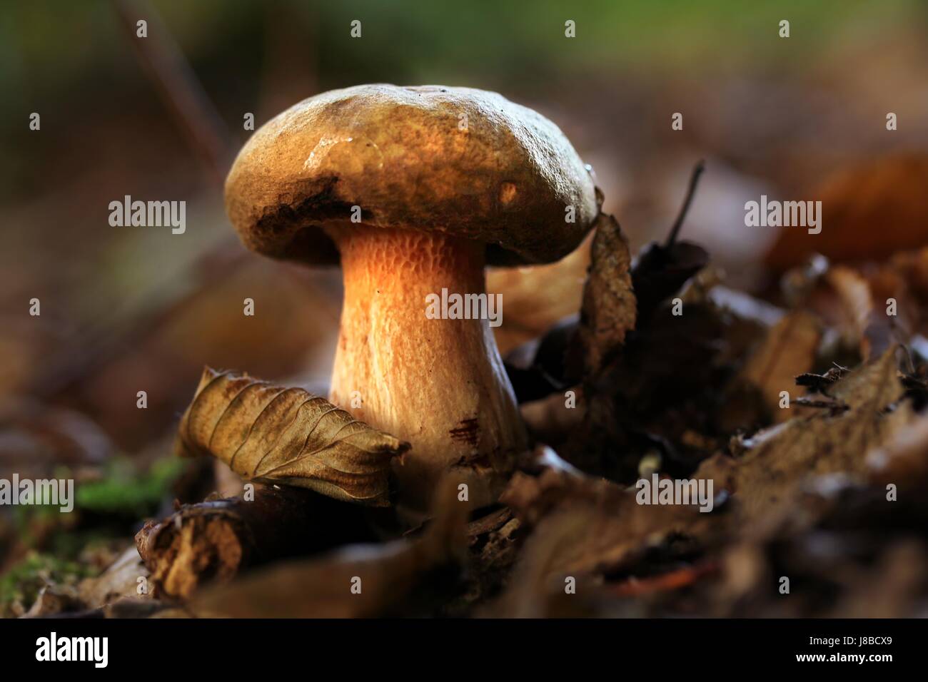 toadstool, forest, toxic, poisonous, toadstool, forest, toxic ...