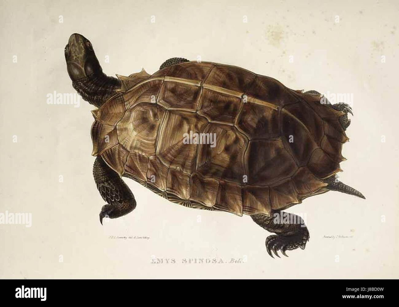 Emys spinosa, also known as the spiny softshell turtle, is a species of ...