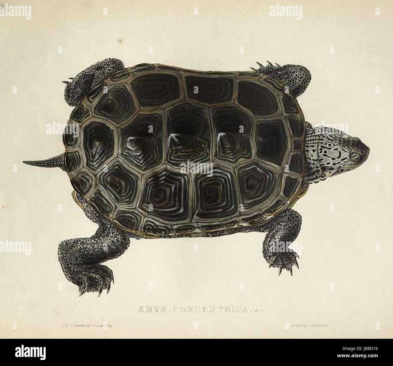 Emys concentrica hi-res stock photography and images - Alamy