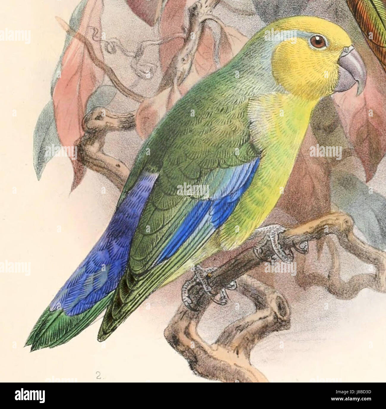 Forpus xanthops 1895 Stock Photo - Alamy