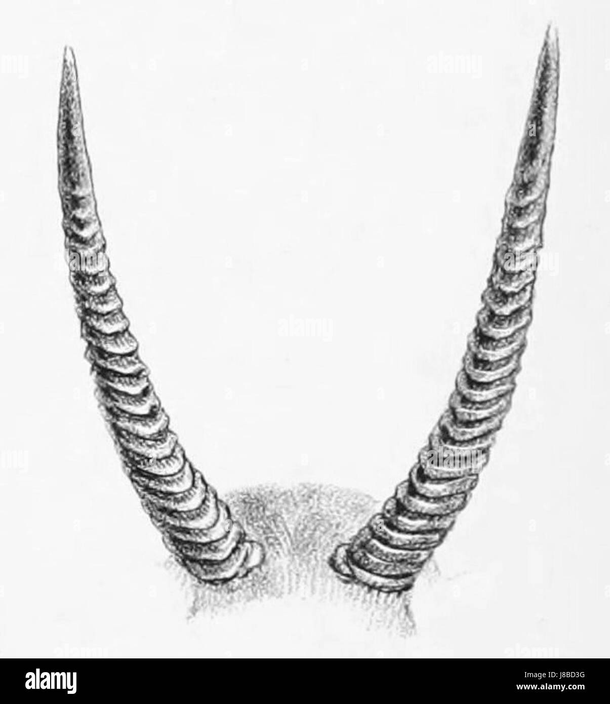 Kobus Black and White Stock Photos & Images - Alamy