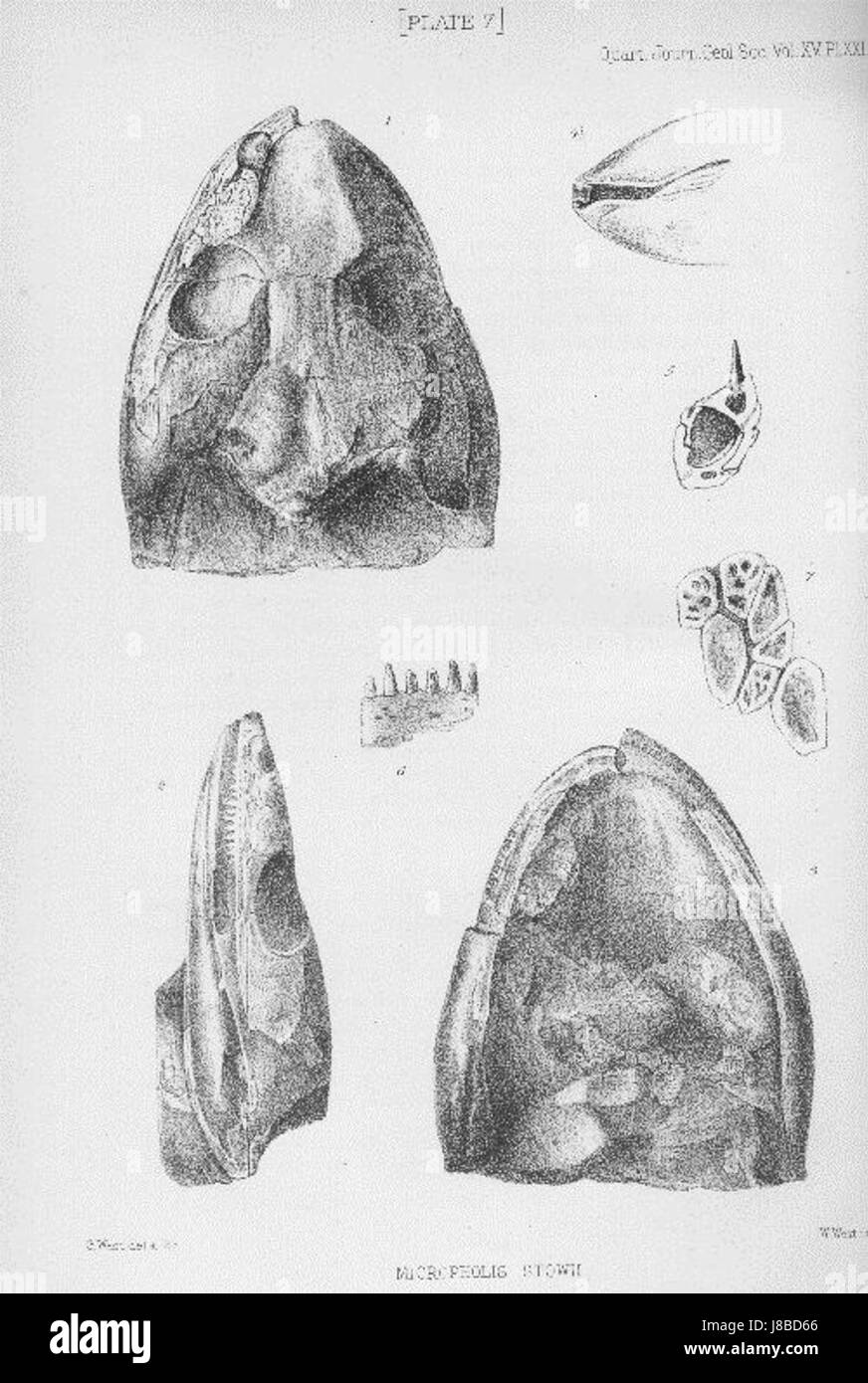 Micropholis stowi is a species of plant belonging to the Sapotaceae ...