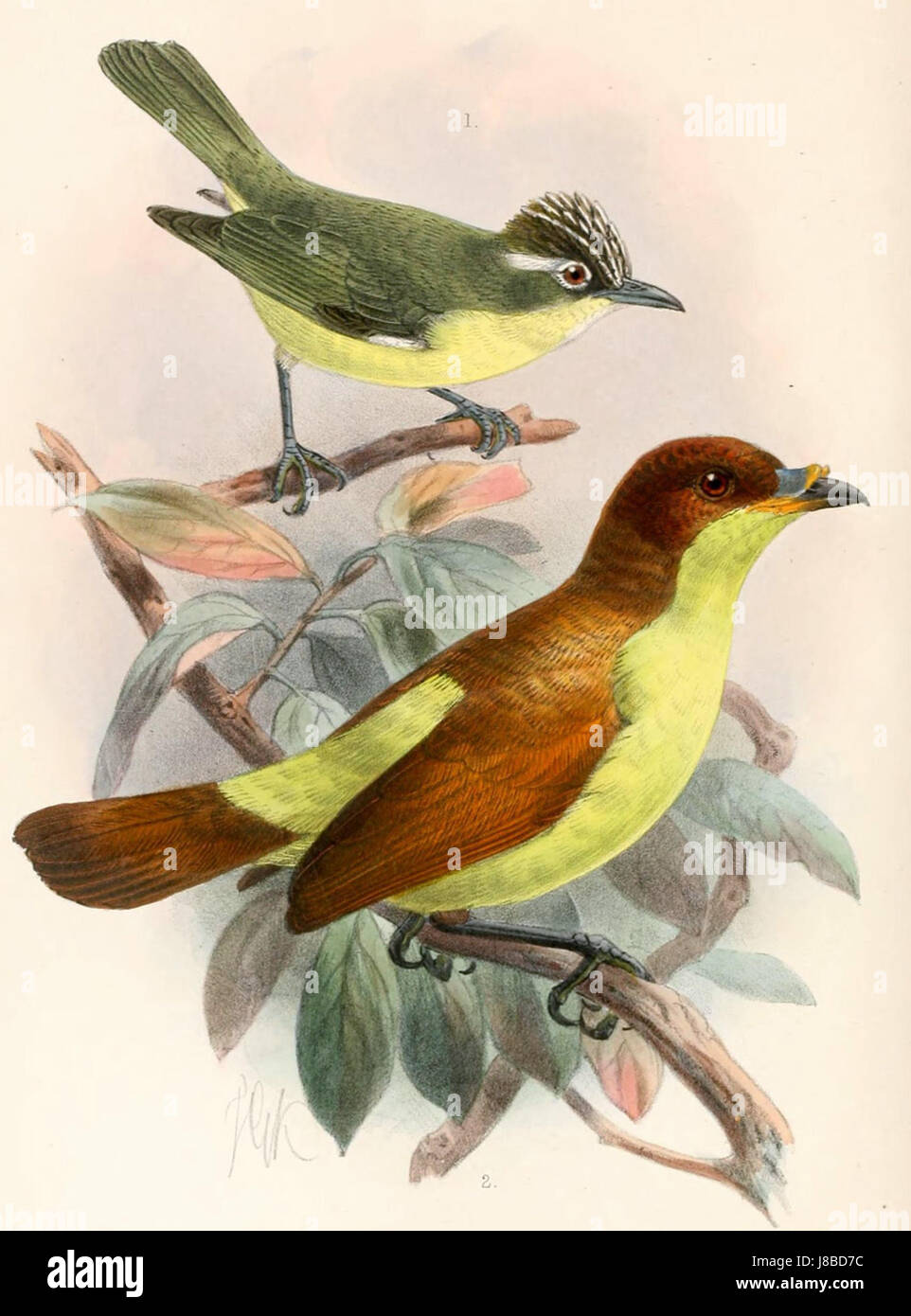 Lophozosterops dohertyi and Loboparadisea sericea are bird species from ...