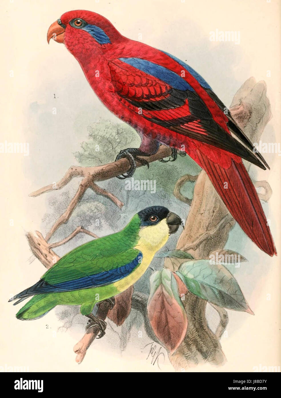 The image refers to two bird species, Eos bornea and Cyclopsitta ...
