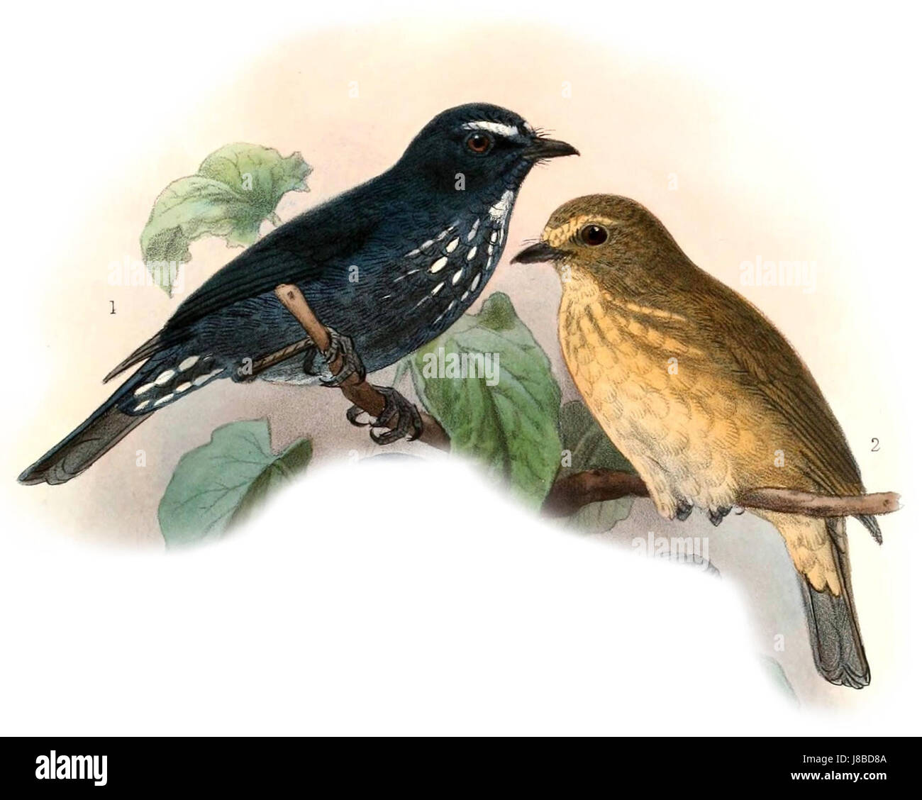 Ficedula henrici hi-res stock photography and images - Alamy