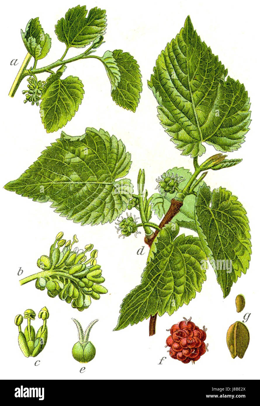 Morus nigra illustration hi-res stock photography and images - Alamy