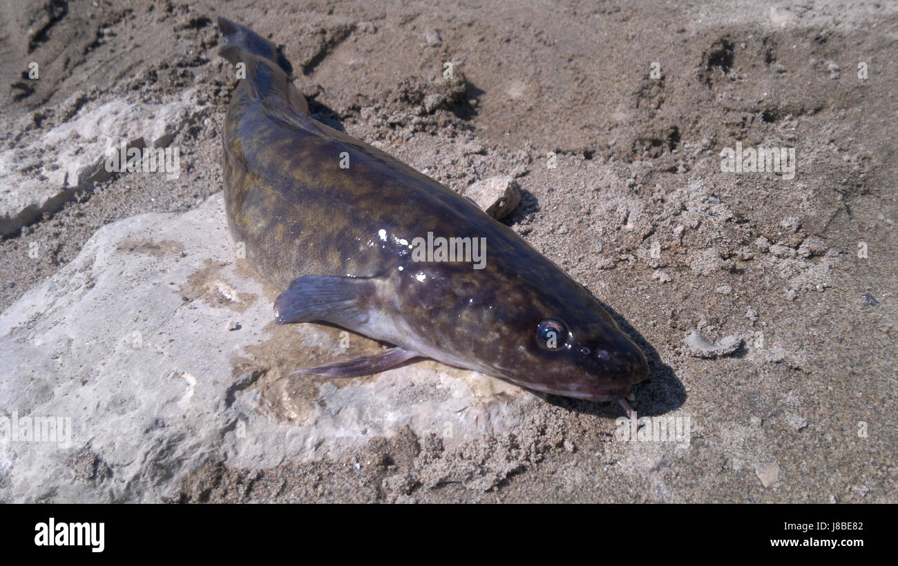 Lota lota painting hi-res stock photography and images - Alamy