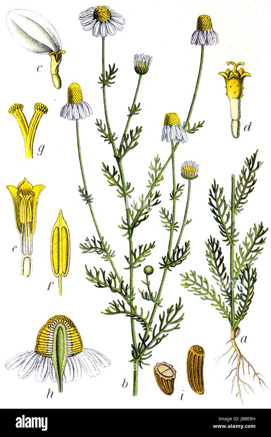 Matricaria recutita Cut Out Stock Images & Pictures - Alamy