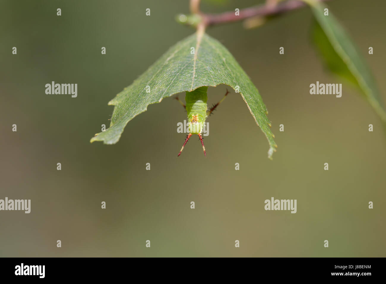 Tau emperor moth Stock Photo - Alamy