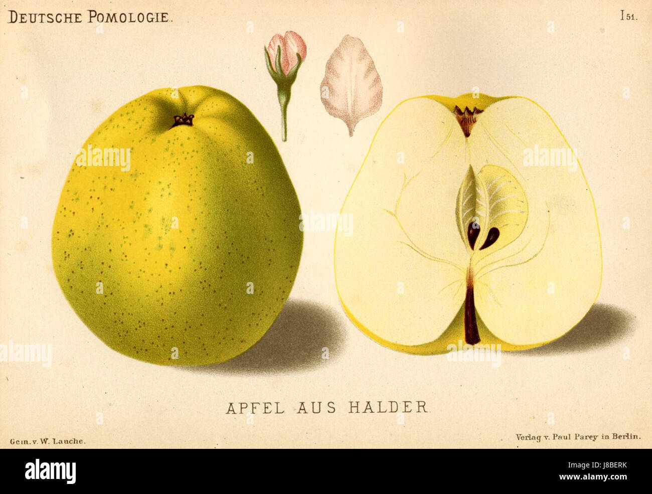 Significance of apple varieties in horticulture hi-res stock ...