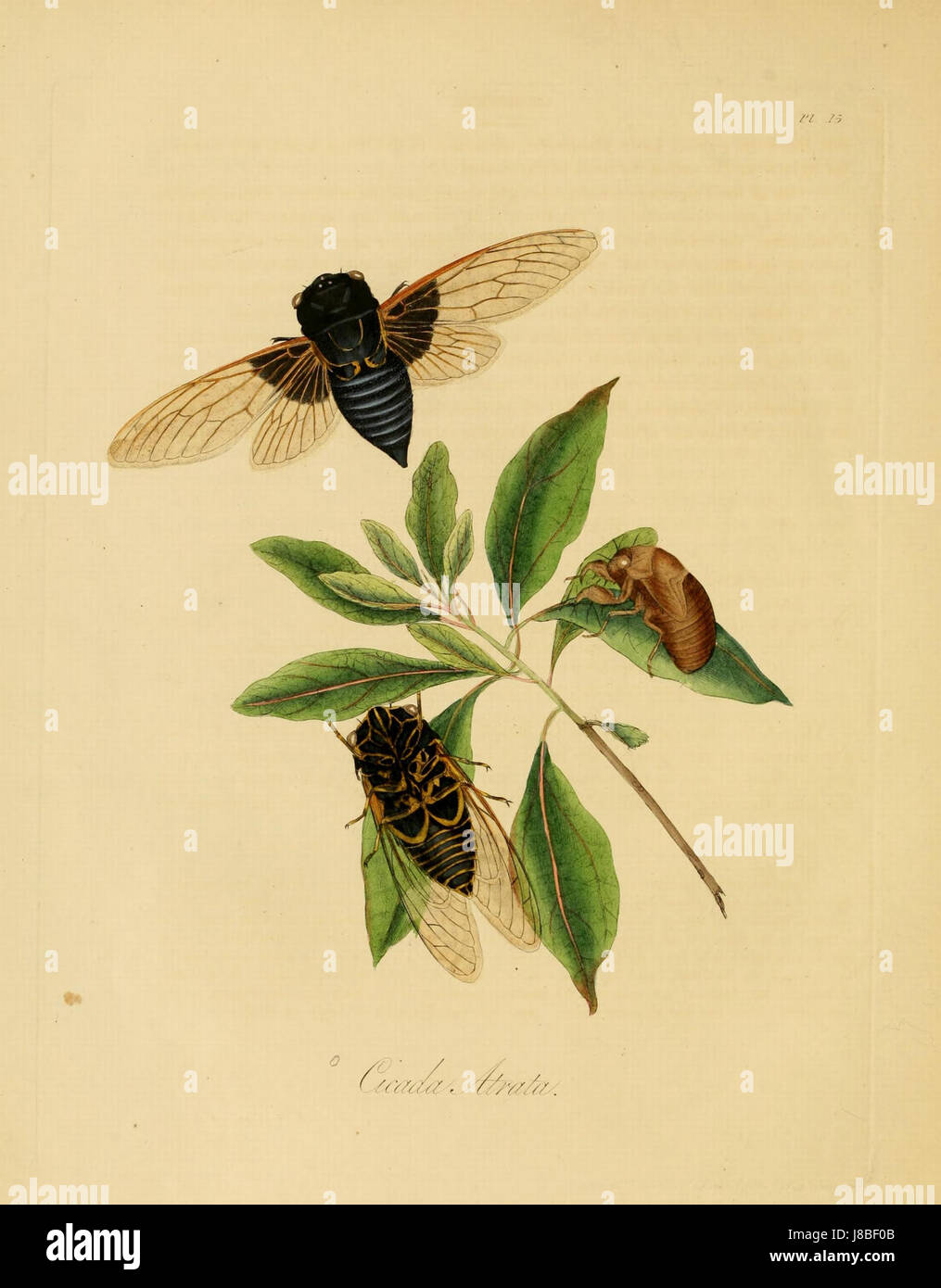 'Insects of China' by Edward Donovan, published in 1838, includes a ...
