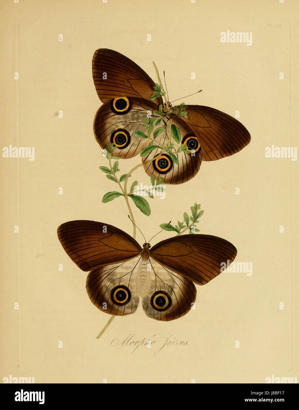 Donovan Insects of China, 1838 pl 33 Stock Photo - Alamy