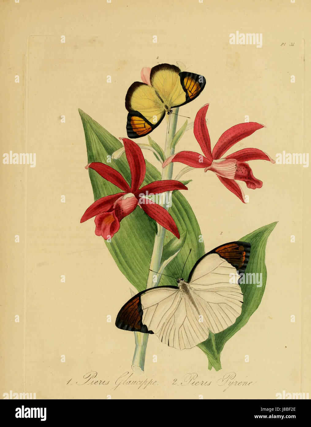 Donovan Insects of China, 1838 pl 31 Stock Photo - Alamy