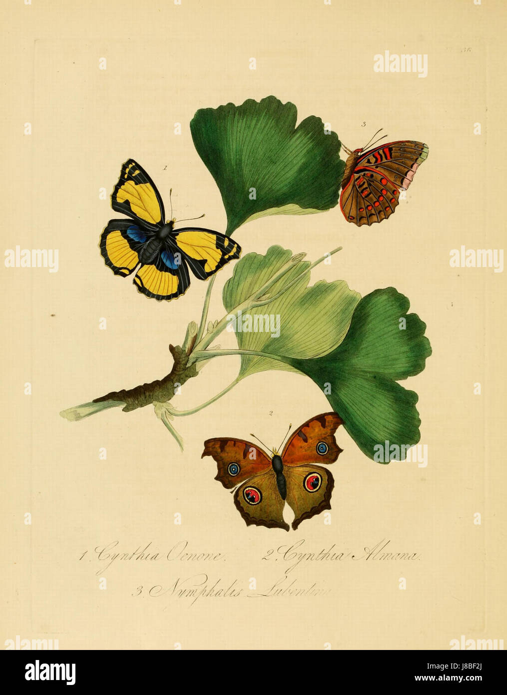 This image depicts a plate from 'Insects of China' by E. Donovan ...