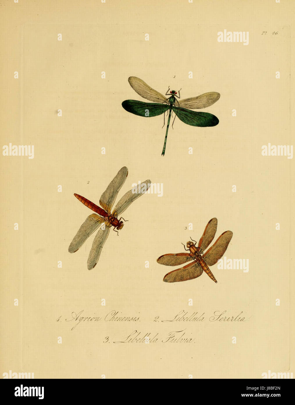 This 1838 publication, 'Donovan Insects of China,' features ...