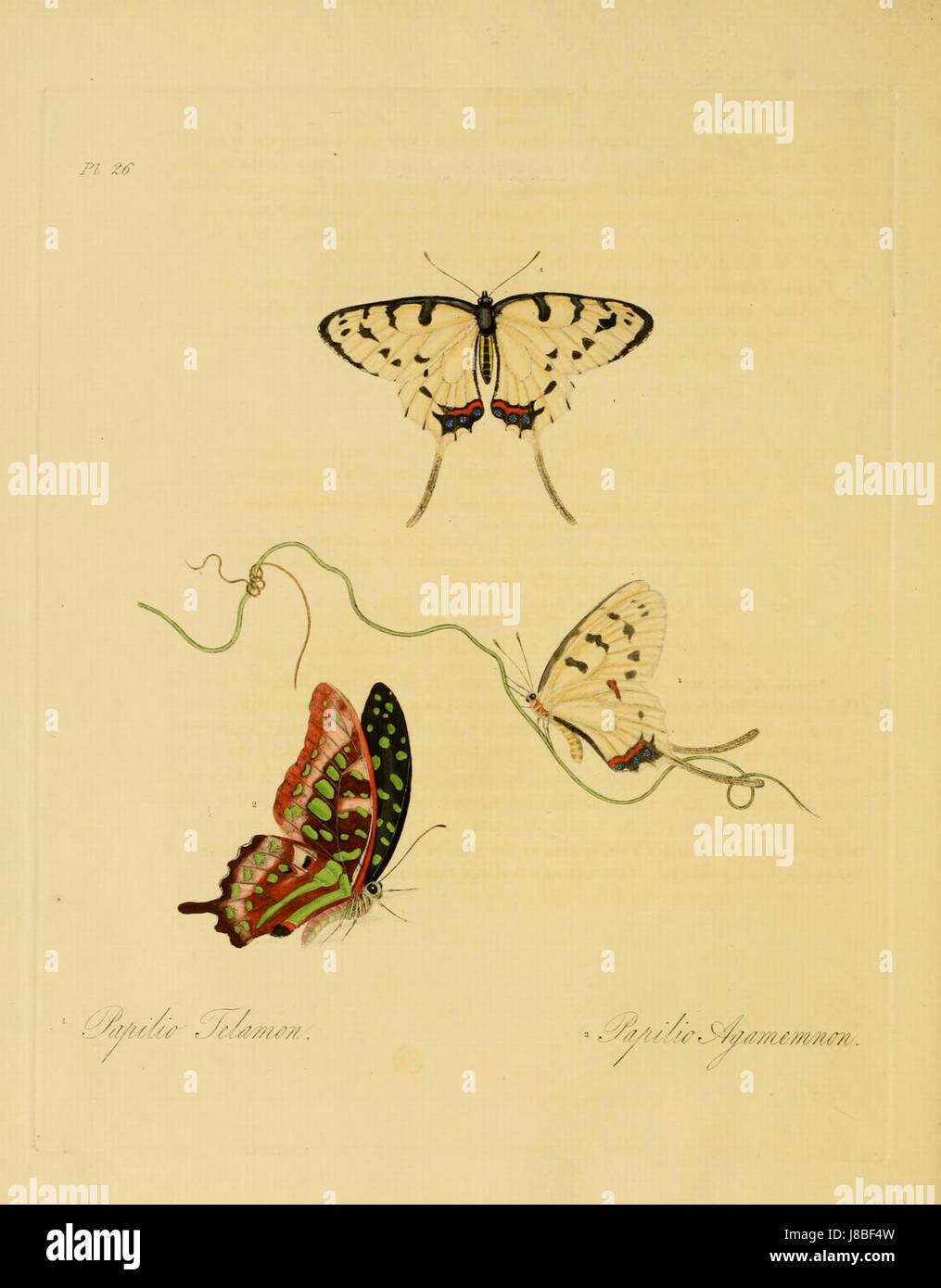 Donovan Insects of China, 1838 pl 26 Stock Photo - Alamy