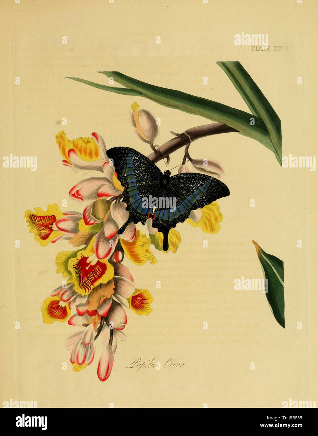 'Donovan Insects of China' (1838) is an important illustrated work that ...