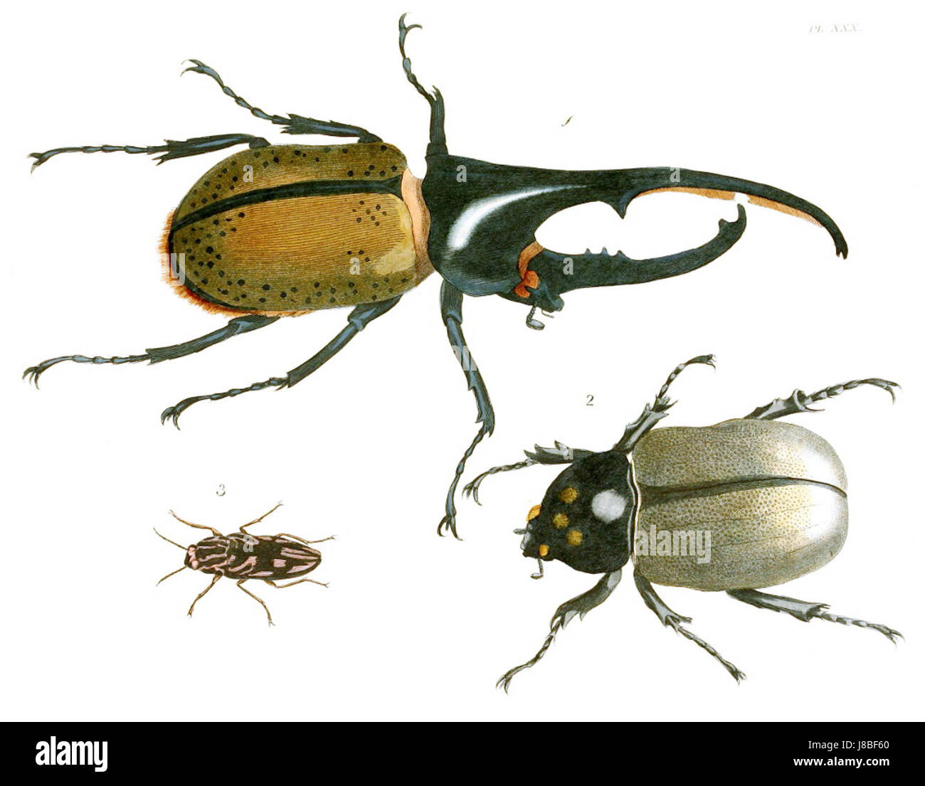 Detailed artwork in Cut Out Stock Images & Pictures - Alamy