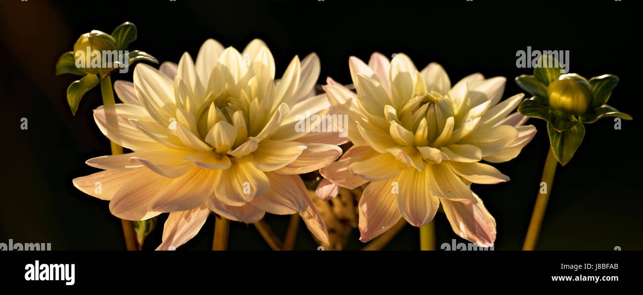 flower, plant, bloom, blossom, flourish, flourishing, deco, sight, view ...