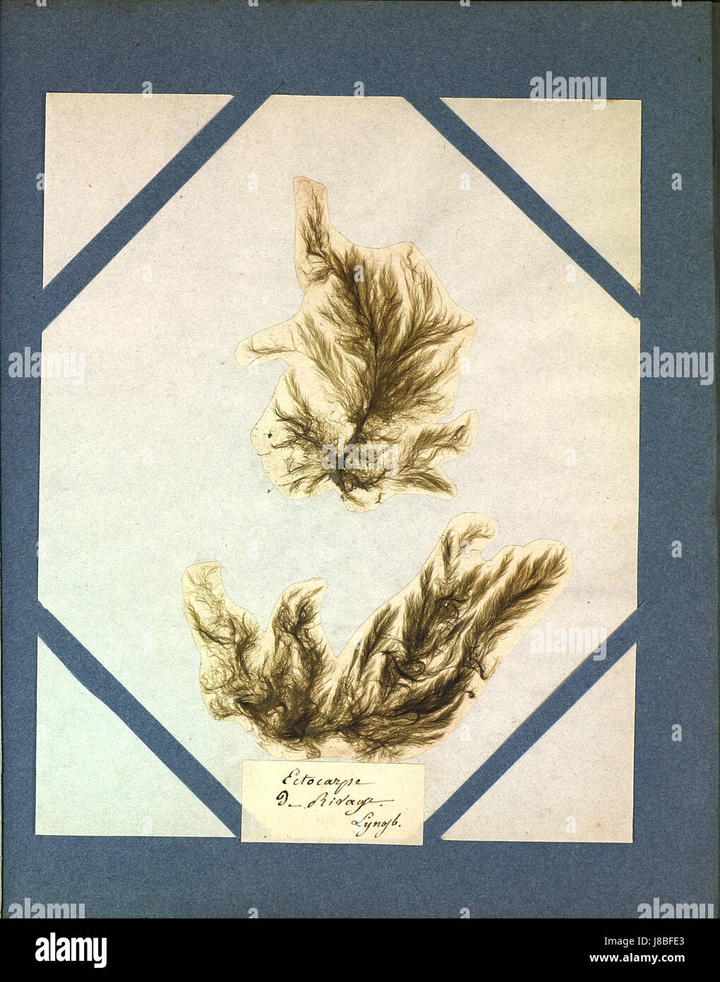 Ectocarpus rivularis is a species of brown algae, recognized for its ...