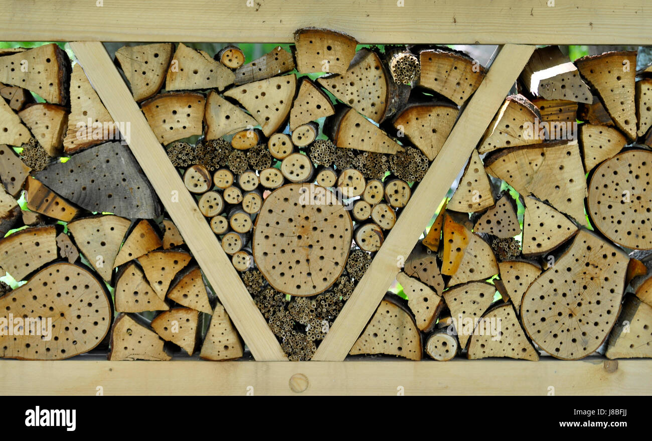 tree, trees, insect, insects, wood, trunk, summer, summerly, europe ...