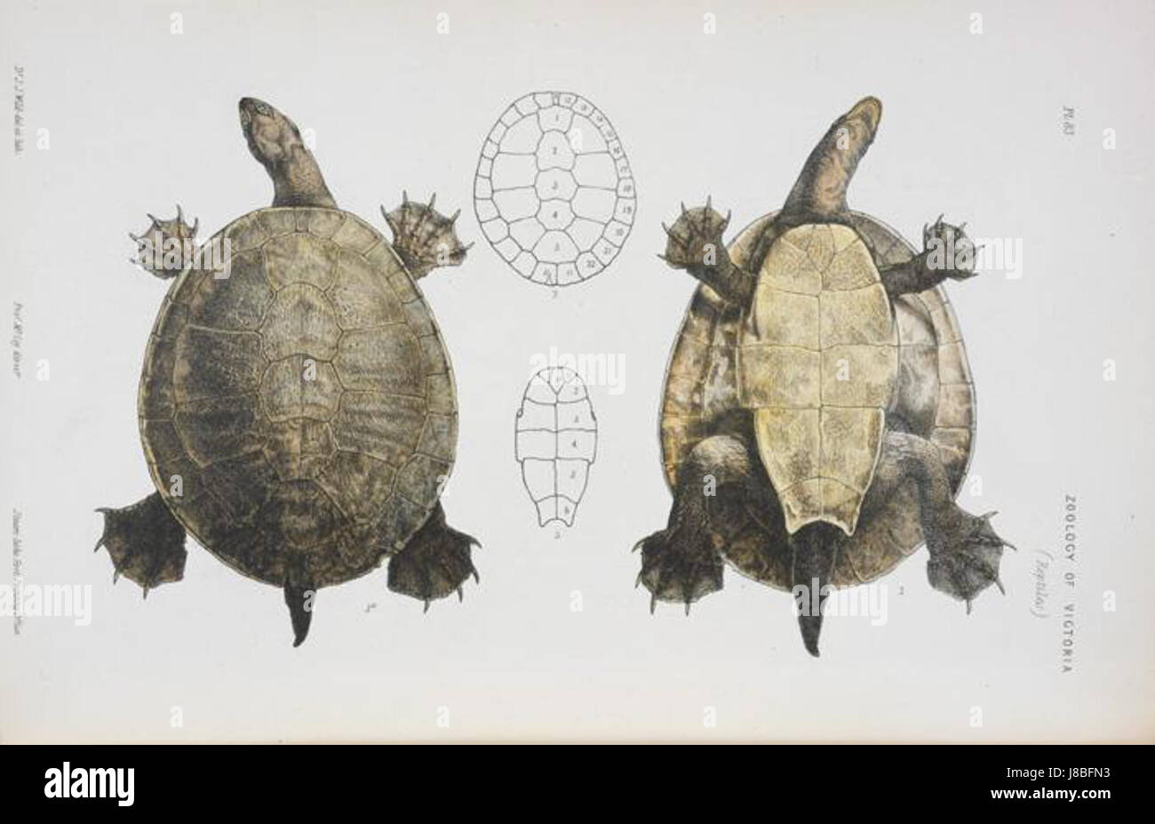 Australian macquarie turtle hi-res stock photography and images - Alamy