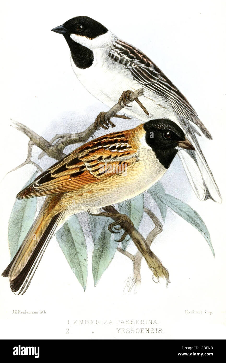 Emberiza Keulemans refers to a bird species illustration or study by ...
