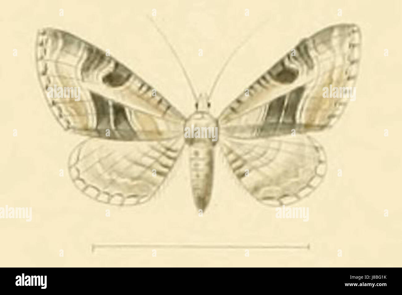 Eupithecia scalptata is a species of moth in the Geometridae family ...